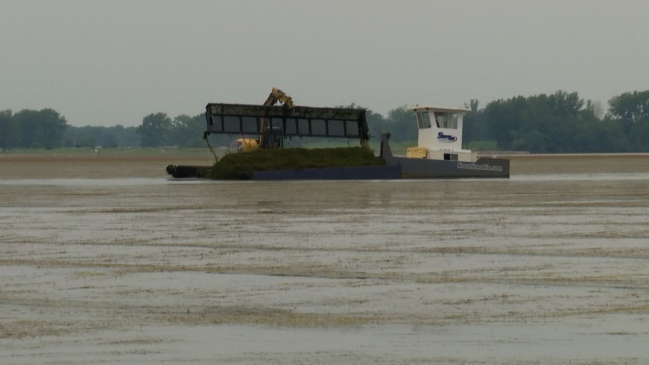Invasive species bogging down tourism at Indian Lake