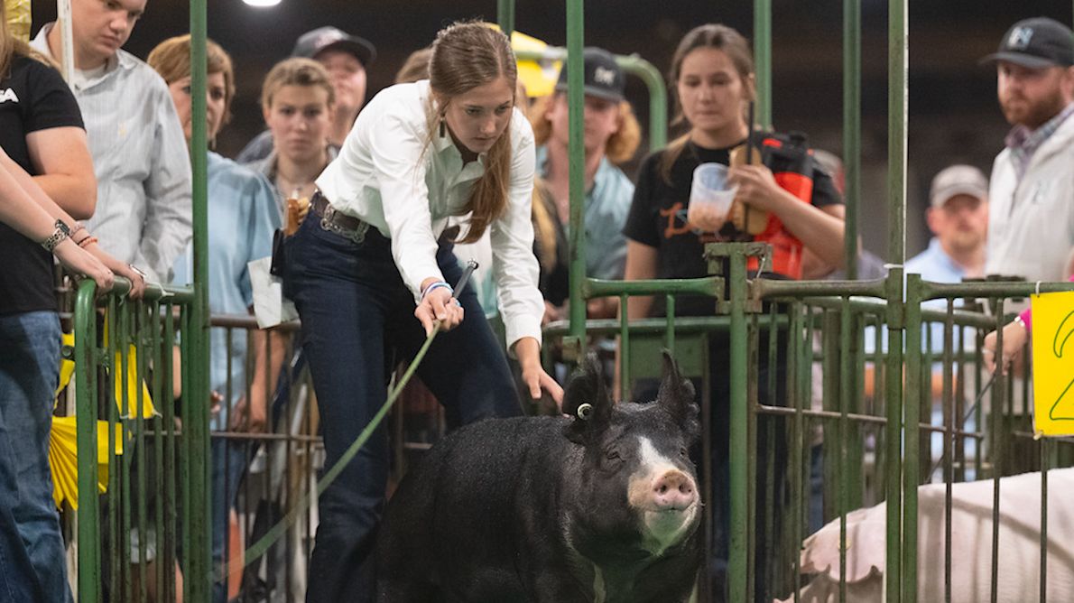 Wisconsin teen among top pig exhibitors in the nation