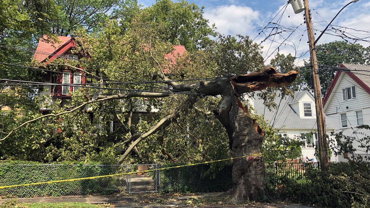 City-Owned Trees Wreak Havoc on Homes of Residents