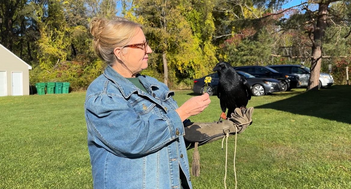 Western New York crow gains attention for unique ability