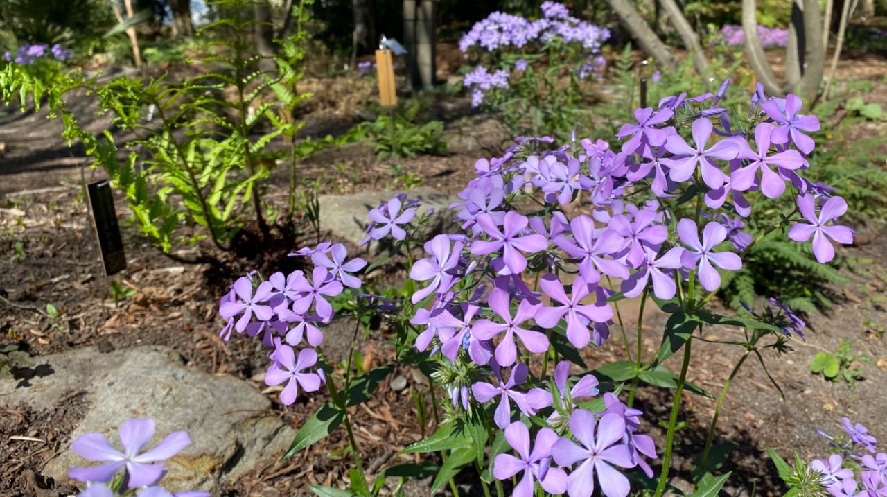 Pollen season in North Carolina