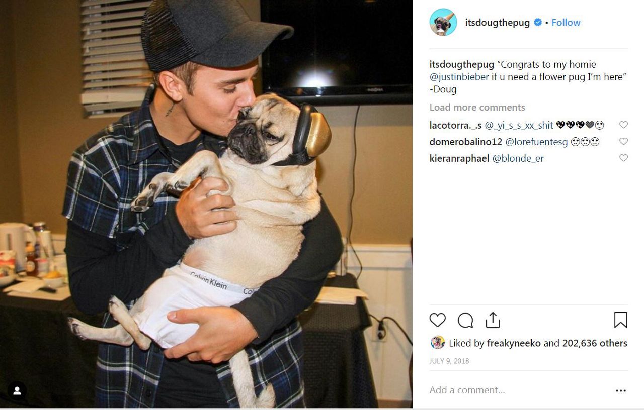 How Your Dog Becomes Instafamous