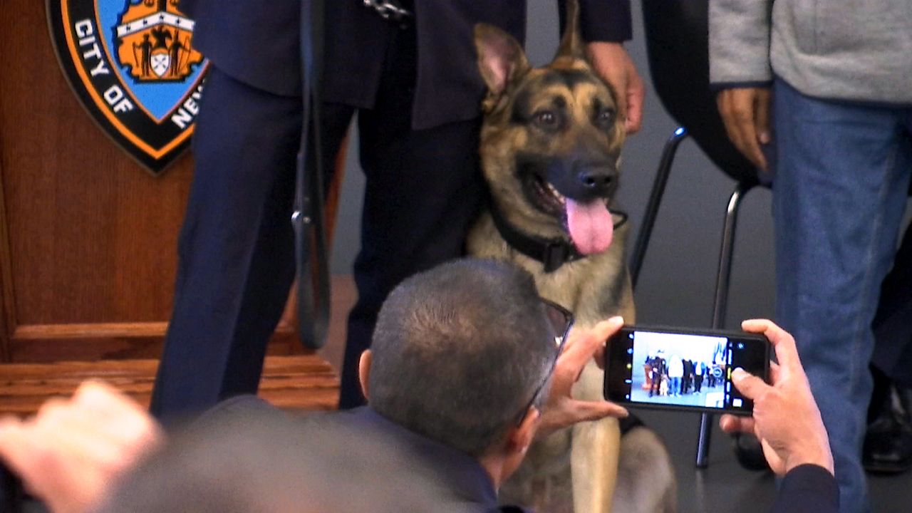 NYPD Welcomes Four-Legged Rookies to its Ranks