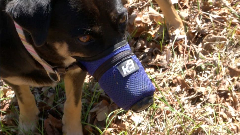 Central Texas Man Develops the World's First Air Pollution Mask for Dogs