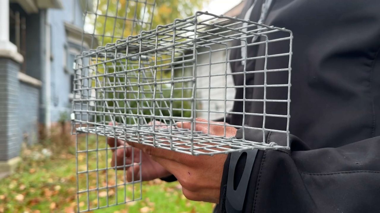 How to keep critters out of your home in New York