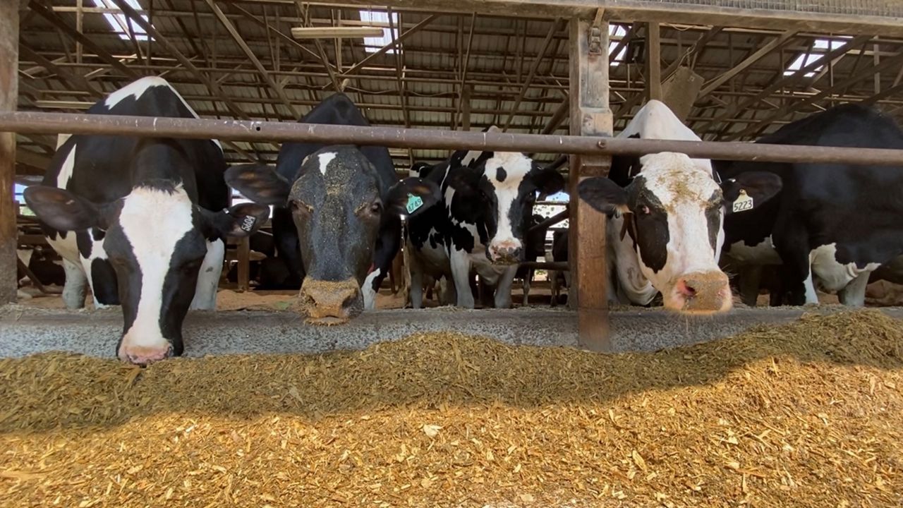 Dairy farmers try to keep cows cool during hot summer