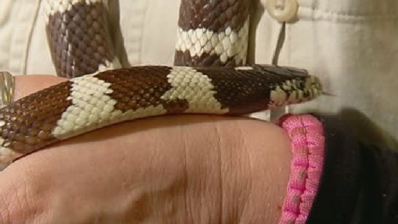 King Snakes Can Make a Great Pet for Beginners