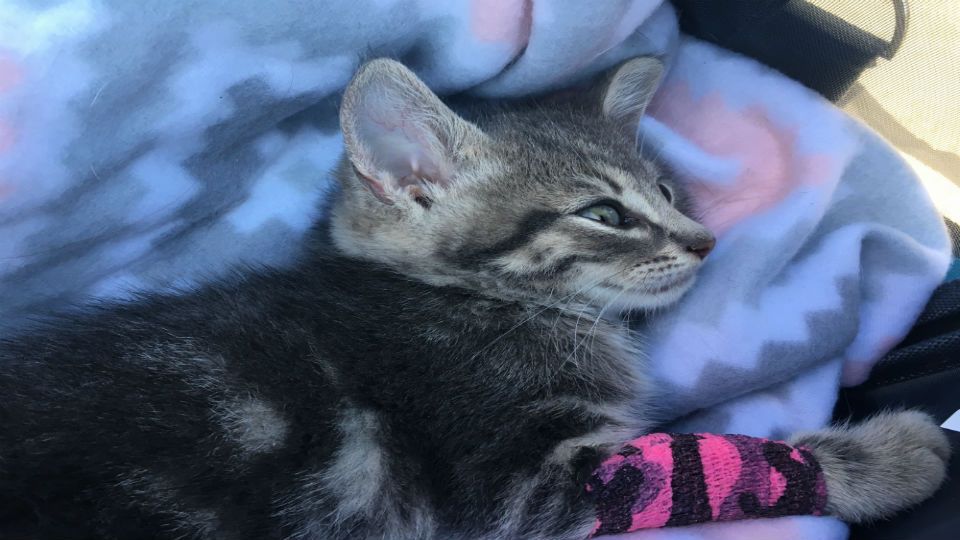 Injured kitten recuperating