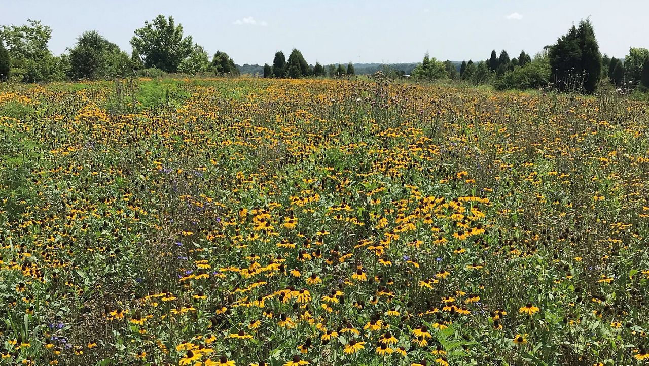 Pollinator habitats popping up along Kentucky roadways