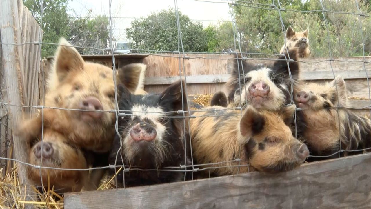 LA school has urban farm for students to learn about farming