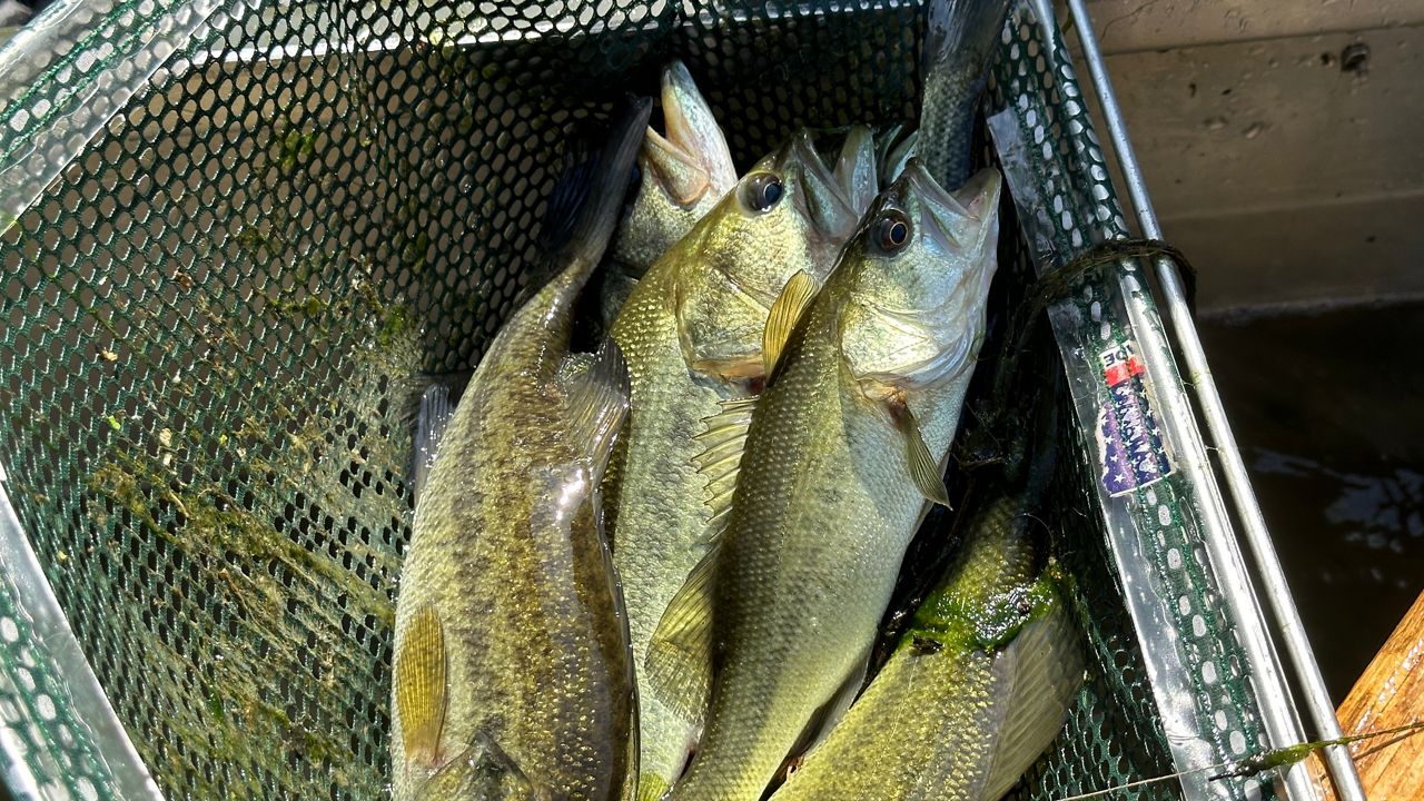 KY Department of Fish and Wildlife survey fish in unique way