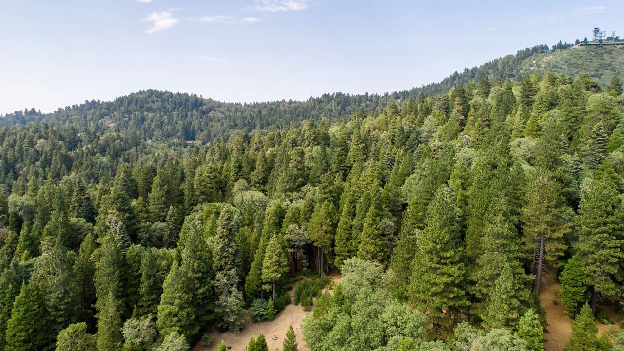 Burial forests highlight the array of new deathcare options