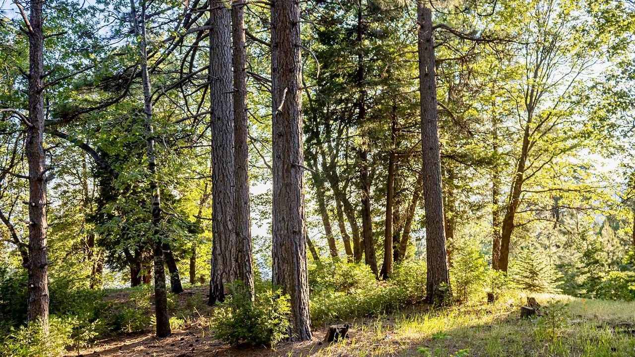 Burial forests highlight the array of new deathcare options