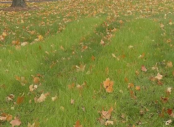 Blending Different Colored Grasses in Your Lawn