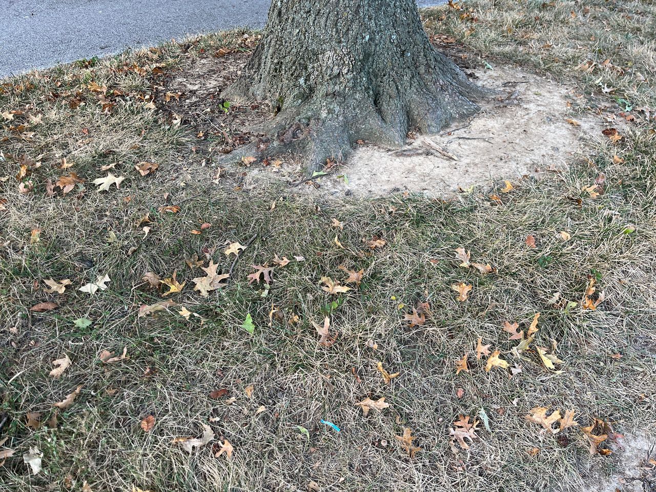 St. Louis' drought could leave leaf peepers disappointed