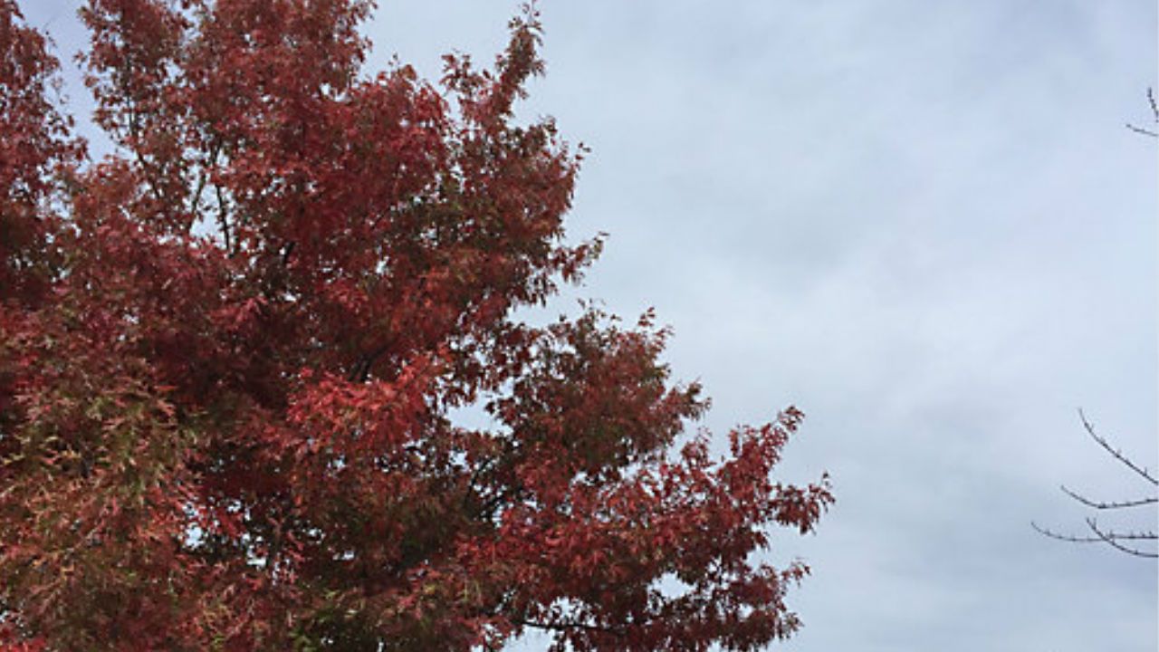 A Spring Weather Preview for the Weekend