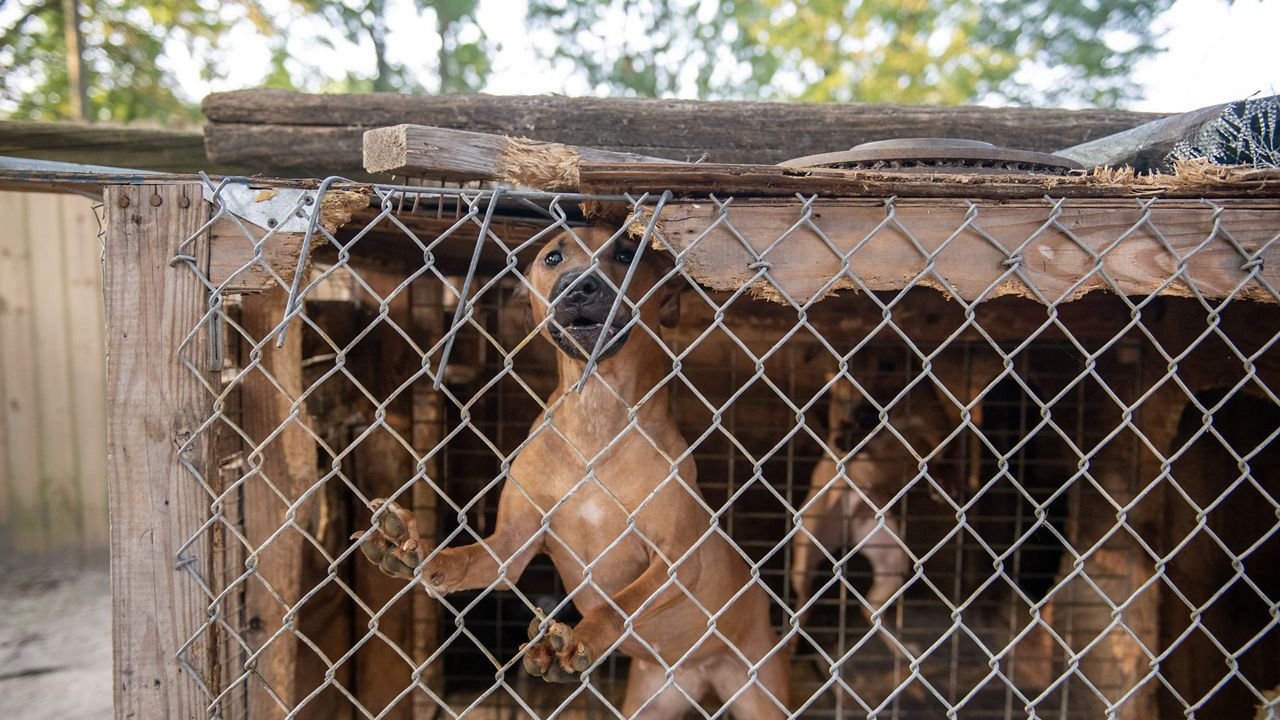 14 dogs seized from alleged dogfighting ring in Gaston Co.