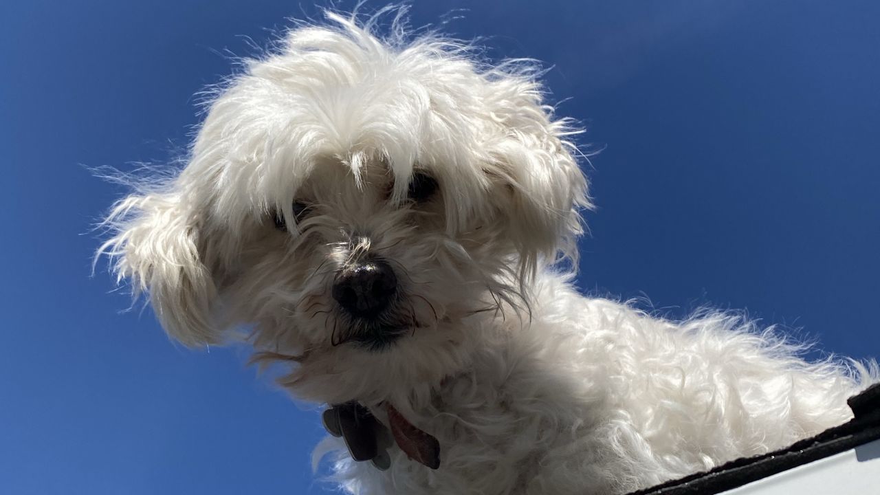 Missing dog euthanized within hours of arriving at shelter