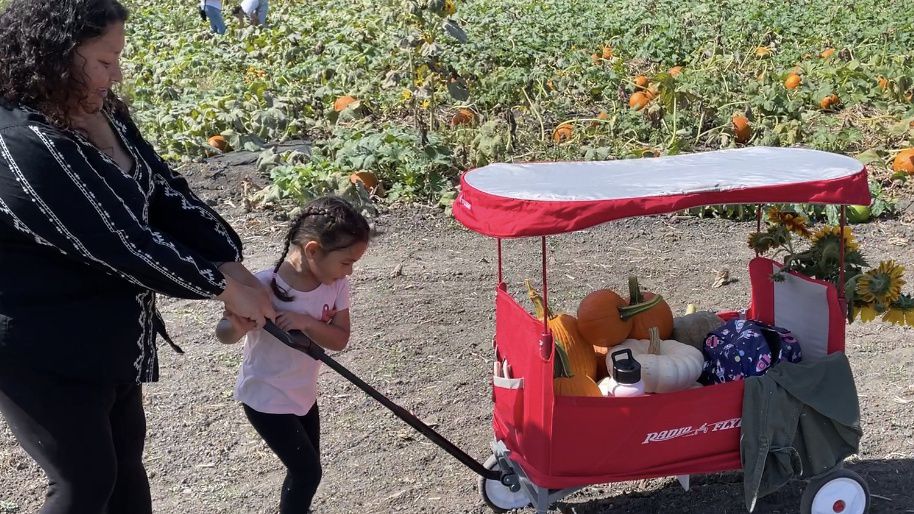 Pumpkin prices rise as inflation continues to boost costs