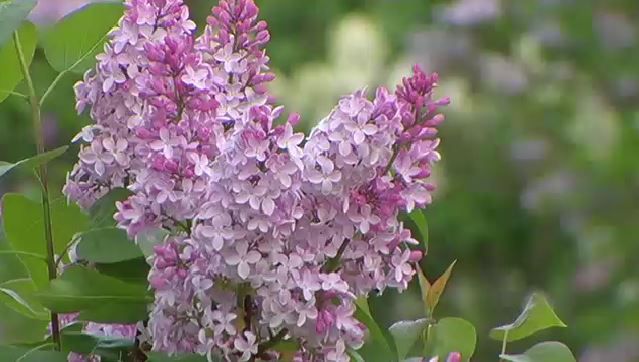 Top 5: Lilac Fest Musical Acts You Can’t Miss