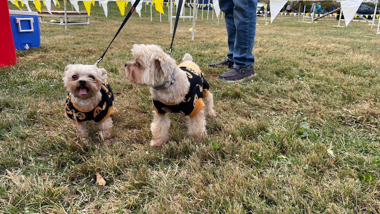 Central Kentucky pups gather once again for Canine Olympics