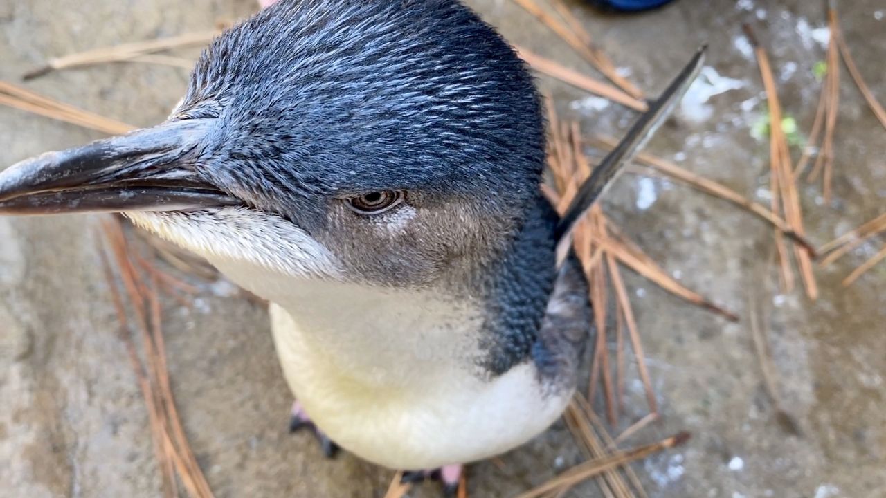Little Blue Penguins helping scientists research pollution