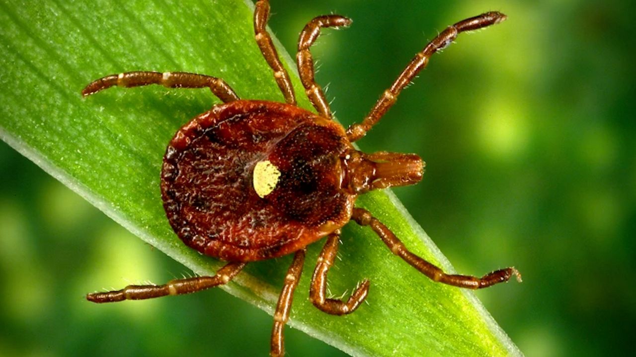 What is tick dragging and how does it help researchers?