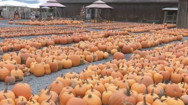 Experts: It's a strong pumpkin crop this year