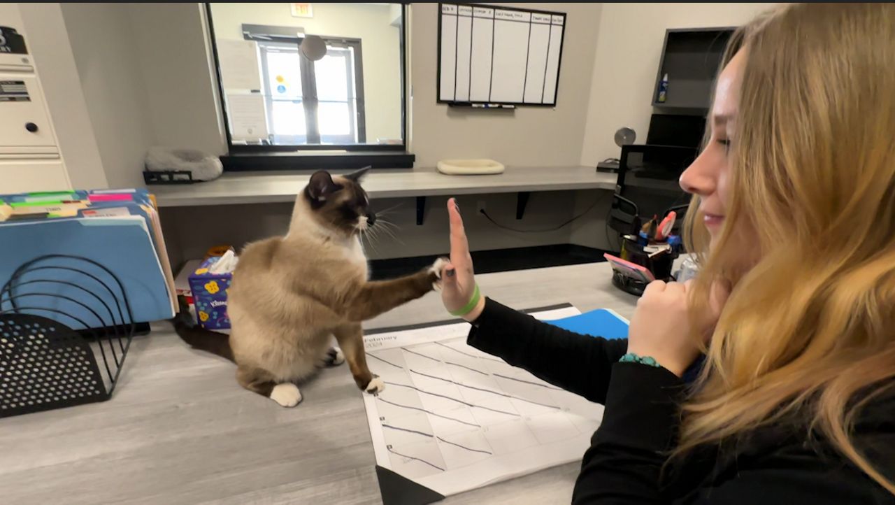 Belleville Police Department adds 'purr-fect' officer