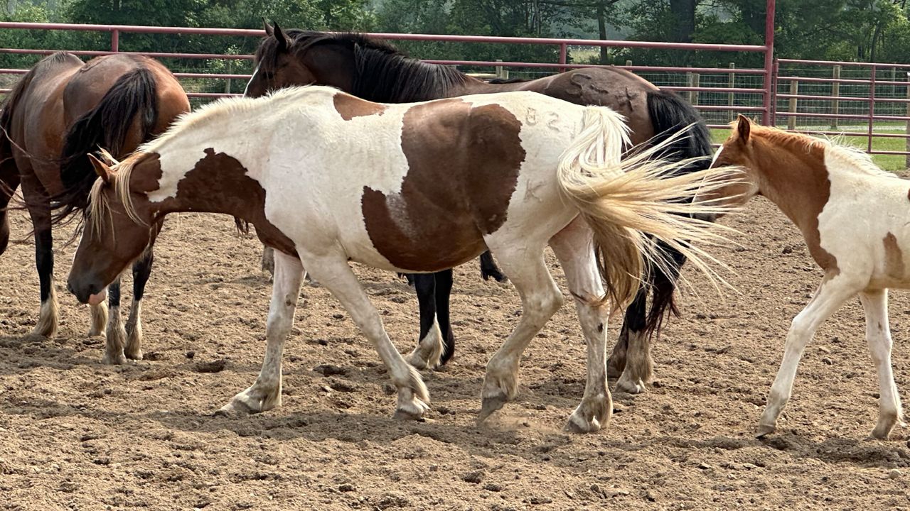 Capital Region cowboys ride at Lucky E Rodeo