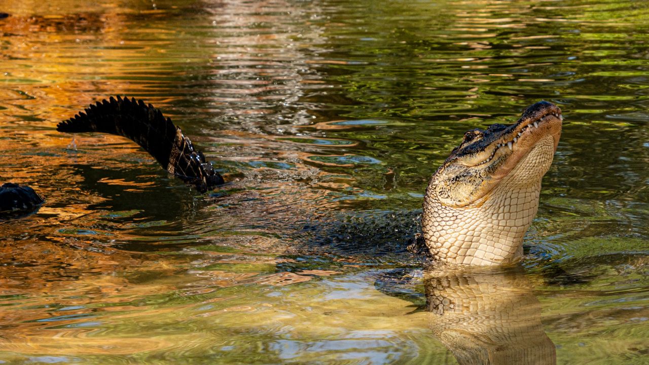 5 Things to Know About Gatorland Newest Gator Residents