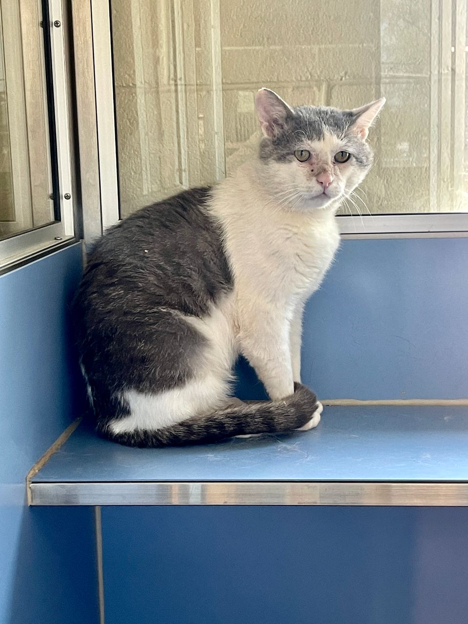 Soaring inflation leads to overloaded animal shelters