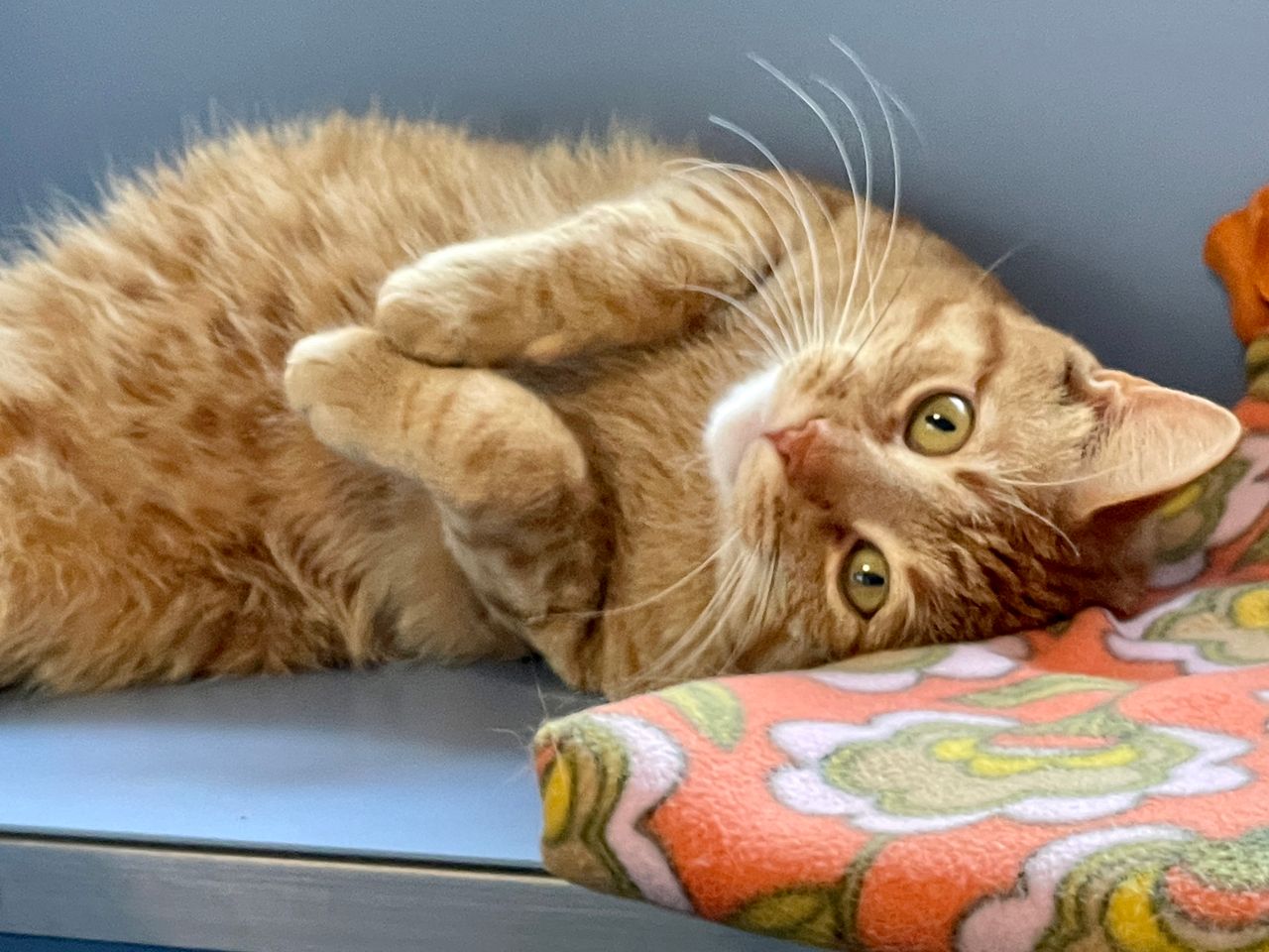 Soaring inflation leads to overloaded animal shelters