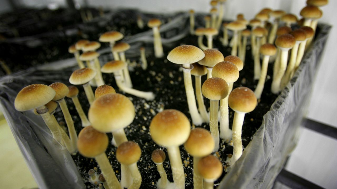 Texas clears bill to study psychedelics to treat vets with PTSD