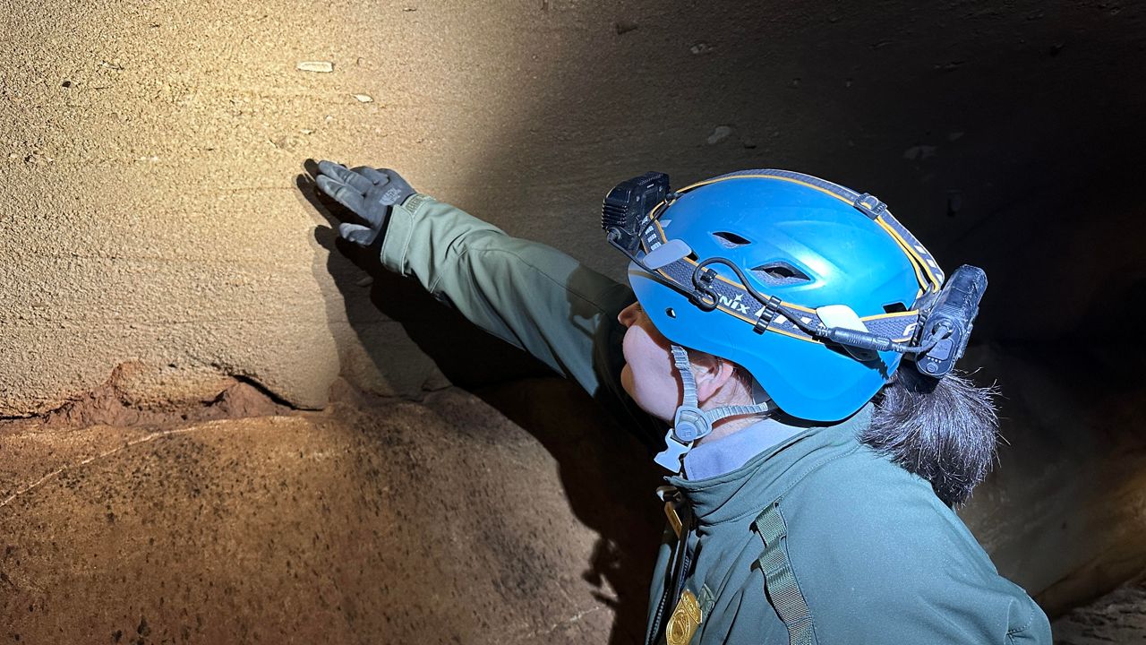 Two new shark species fossils discovered at Mammoth Cave