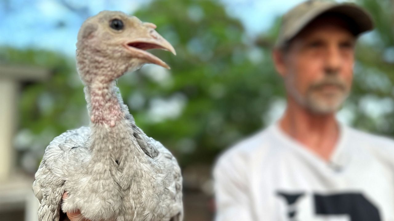Bird farmer shares unique journey through sobriety
