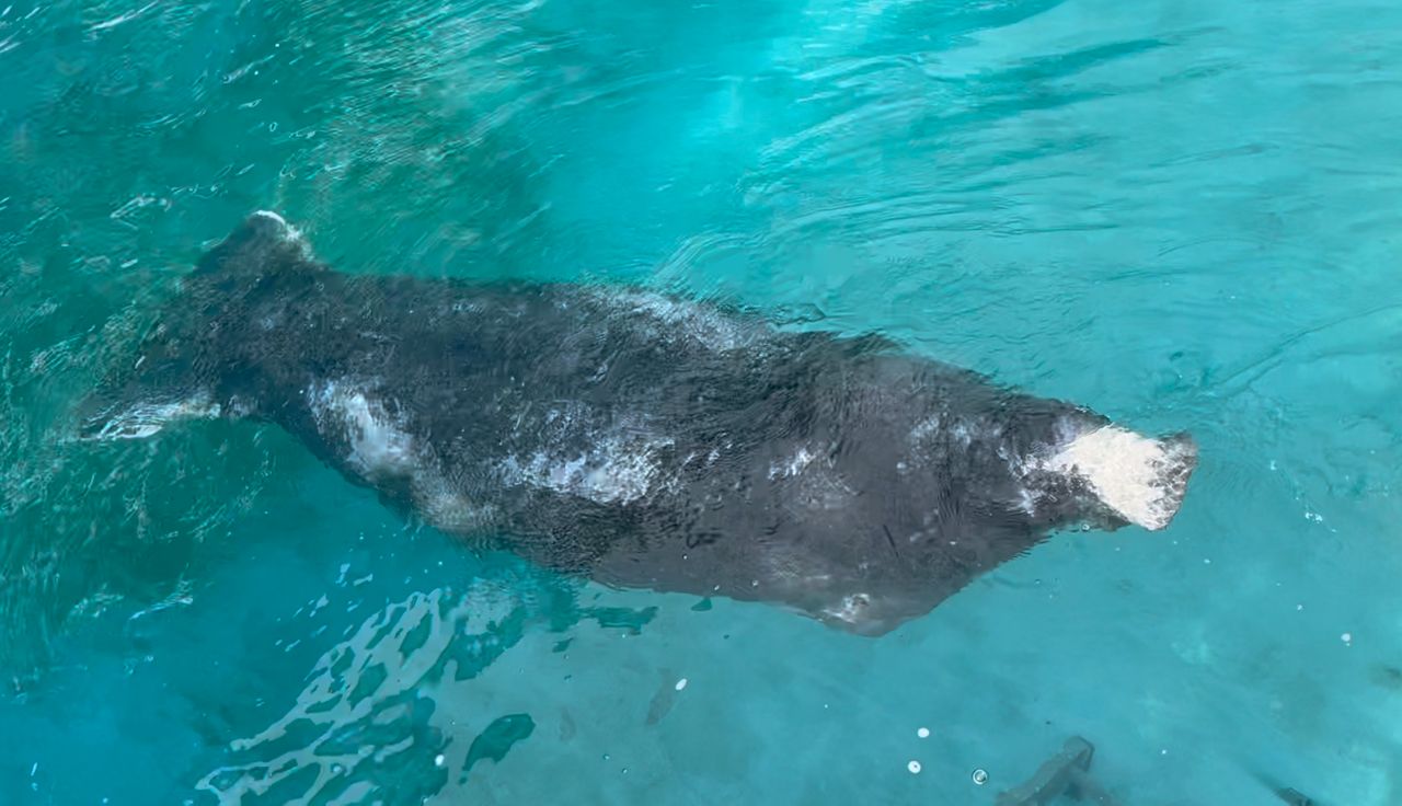 SeaWorld San Antonio helps rescue 810-pound manatee