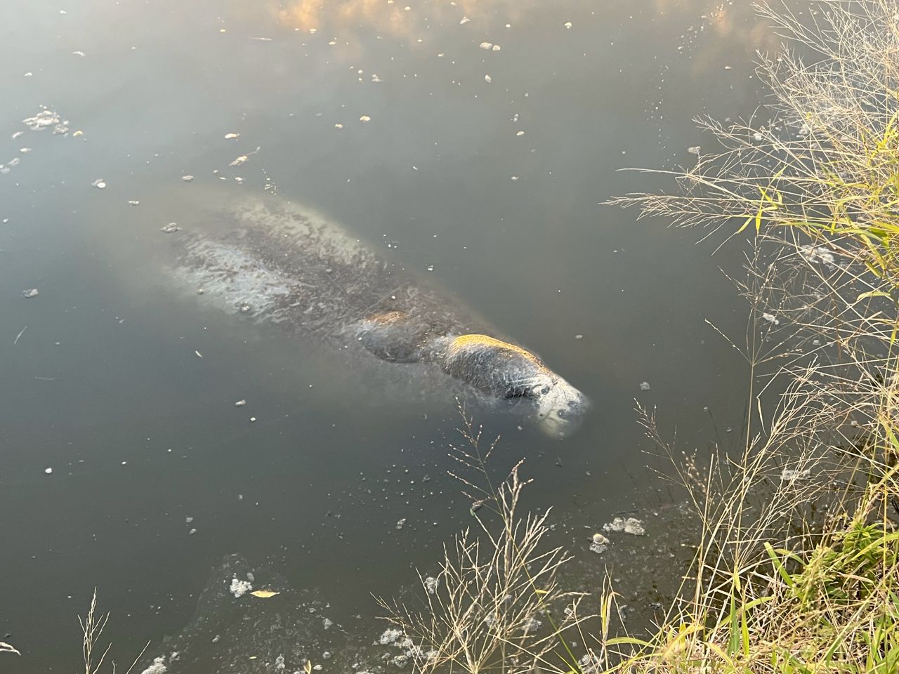 SeaWorld San Antonio helps rescue 810-pound manatee