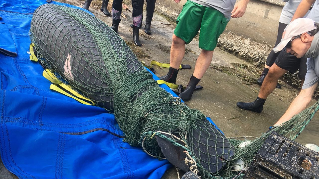 Manatee rescued after getting caught in rope, crab traps