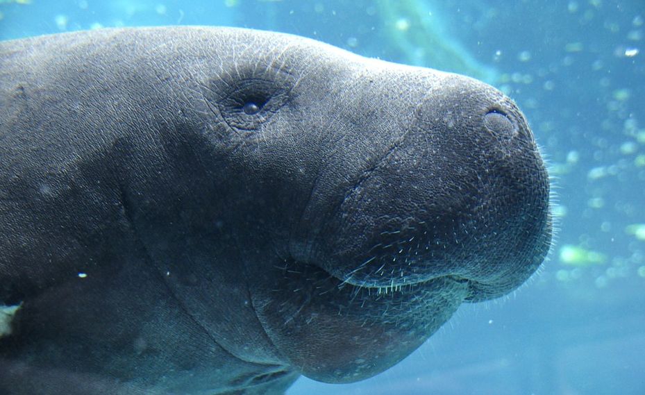 Manatee Census Indicates Largest Population Since 1991