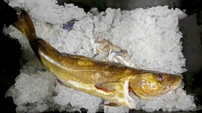 Seafood biz braces for losses of jobs, fish due to sanctions