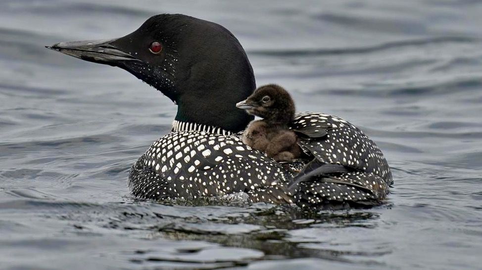 Researcher probing Wisconsin's loon decline expands project