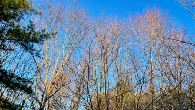 Springtime fun at Baltimore Woods in Marcellus