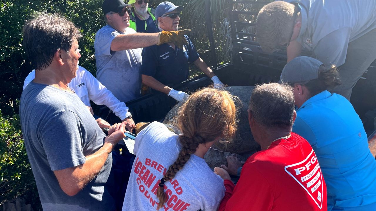 Researchers, advocates rescue turtle stuck on Brevard beach