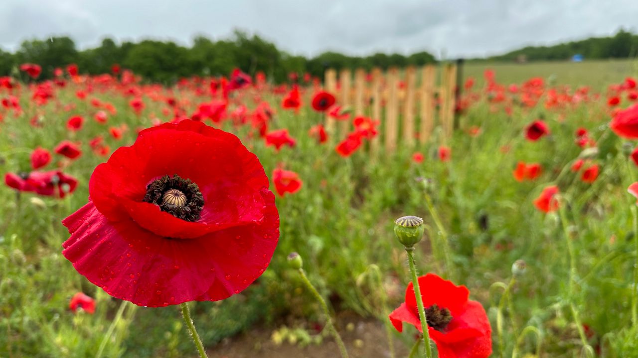 Middle Springs Farm's poppies bloom for Memorial Day weekend