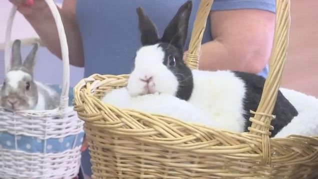 Therapy rabbits get fresh start as they help locals