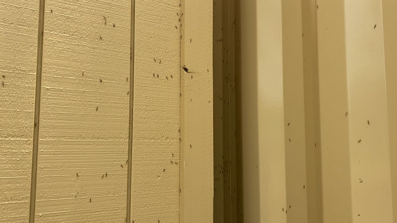 Midges return to northeast Ohio