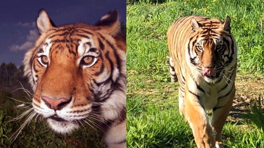 NYPD detective recounts rescue of Harlem's hidden tiger