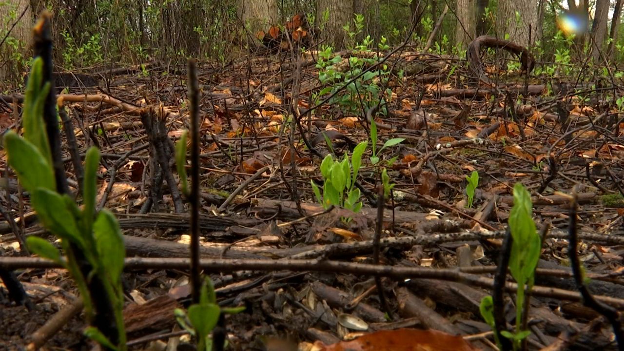 Massive Water and Habitat Cleanup Effort in Milwaukee Ongoing
