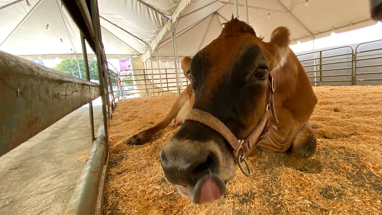 mobile dairy classroom comes to NC state fair